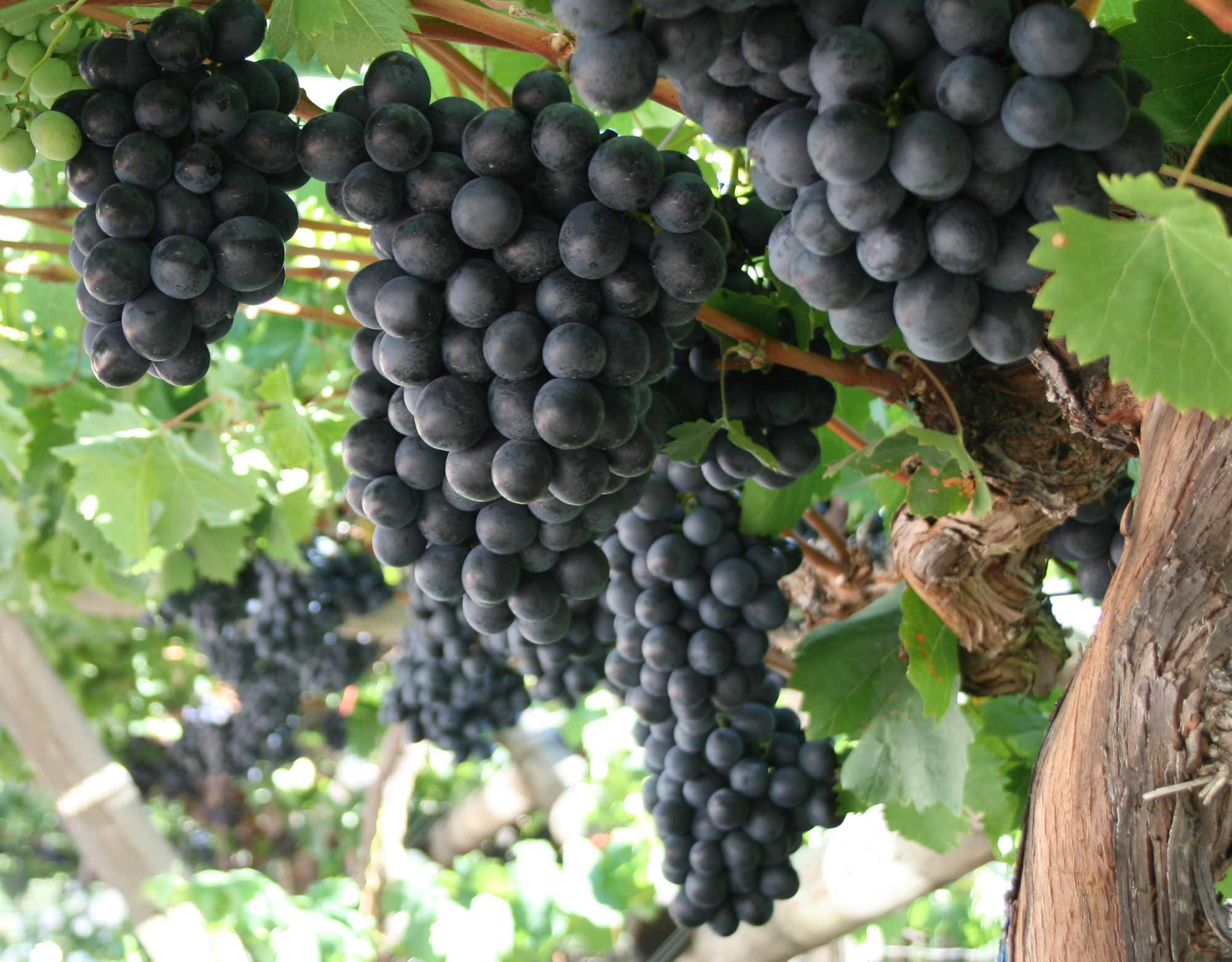 Our Production Calendar – EXSA (PTY) LTD