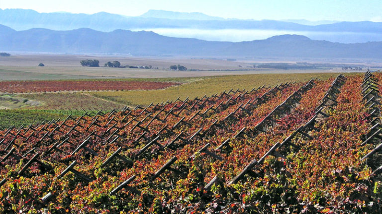 EXSA (PTY) LTD – The best of the bunch