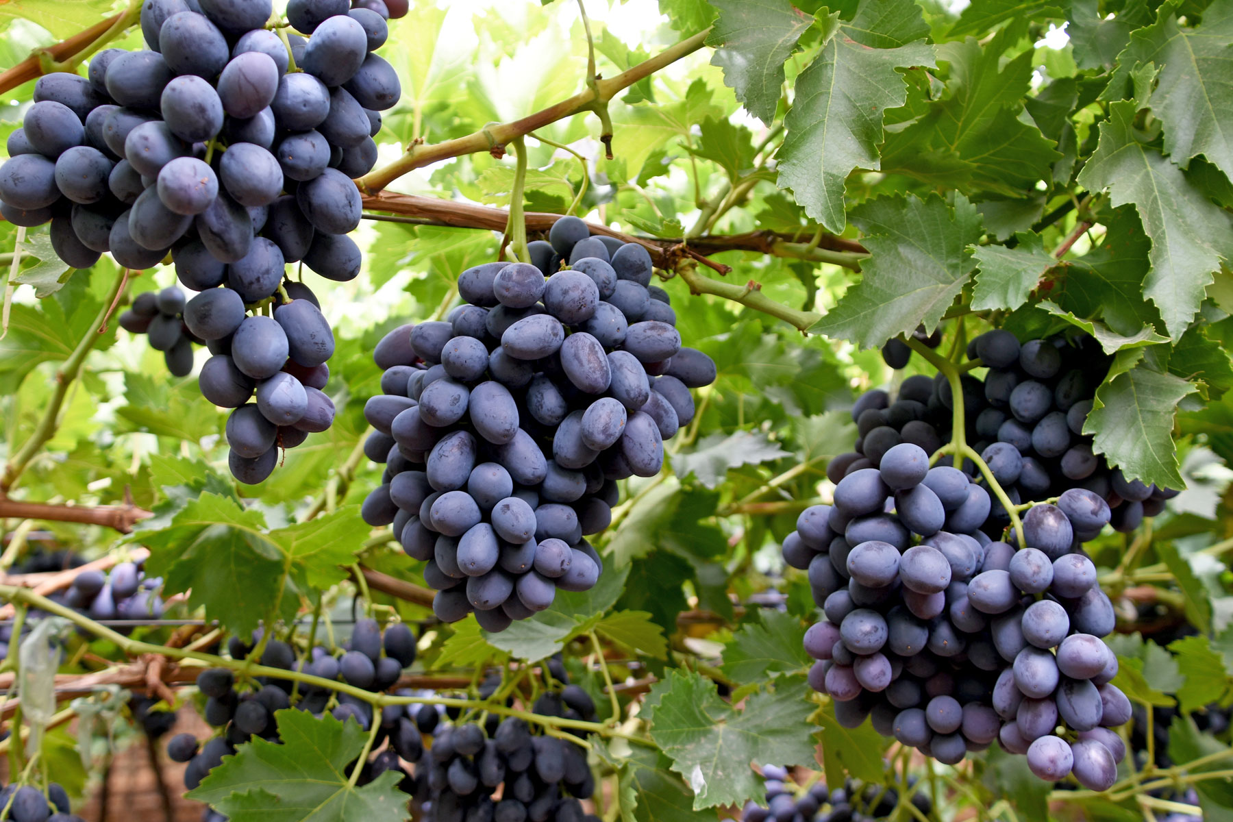 EXSA (PTY) LTD – The best of the bunch