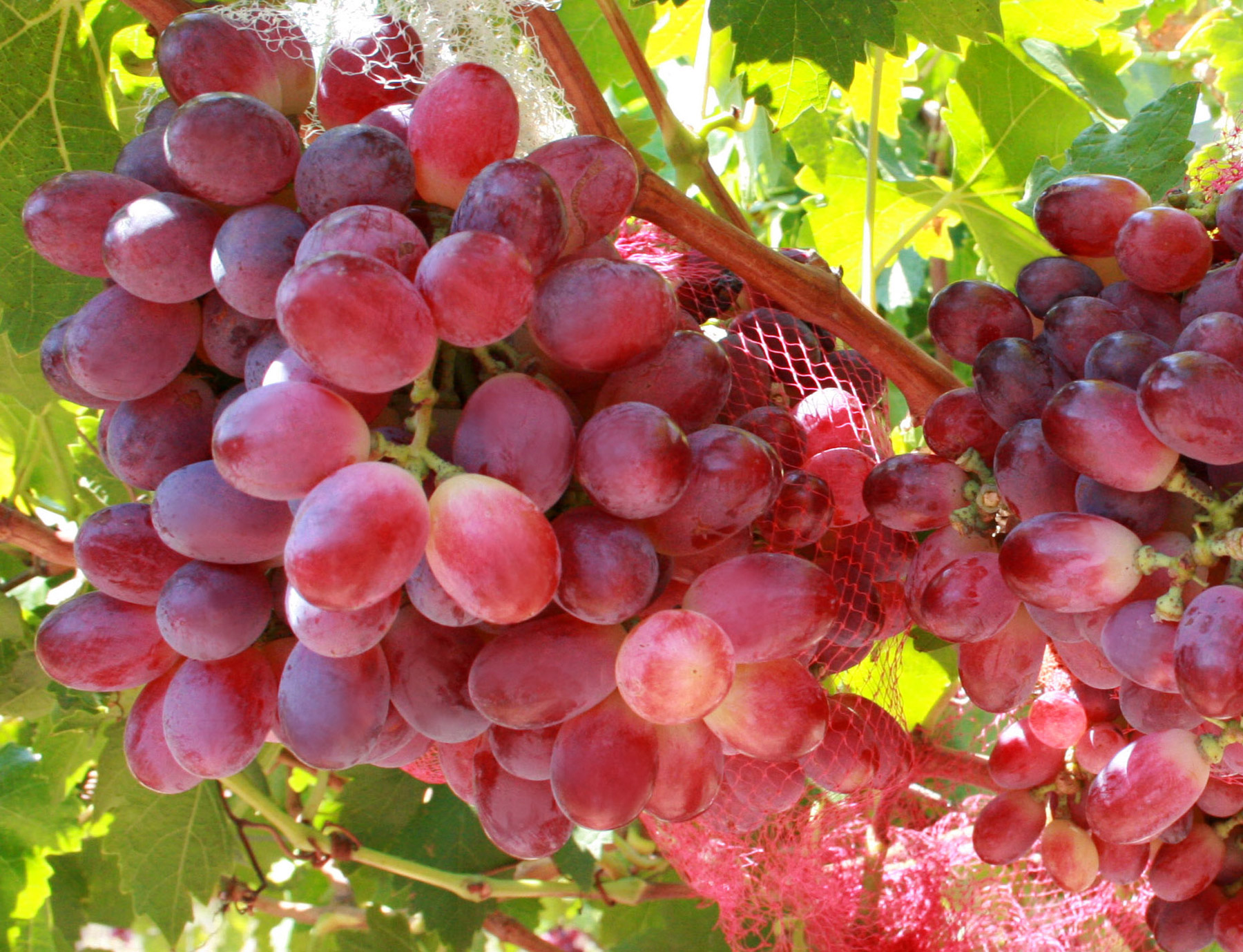 EXSA (PTY) LTD – The best of the bunch