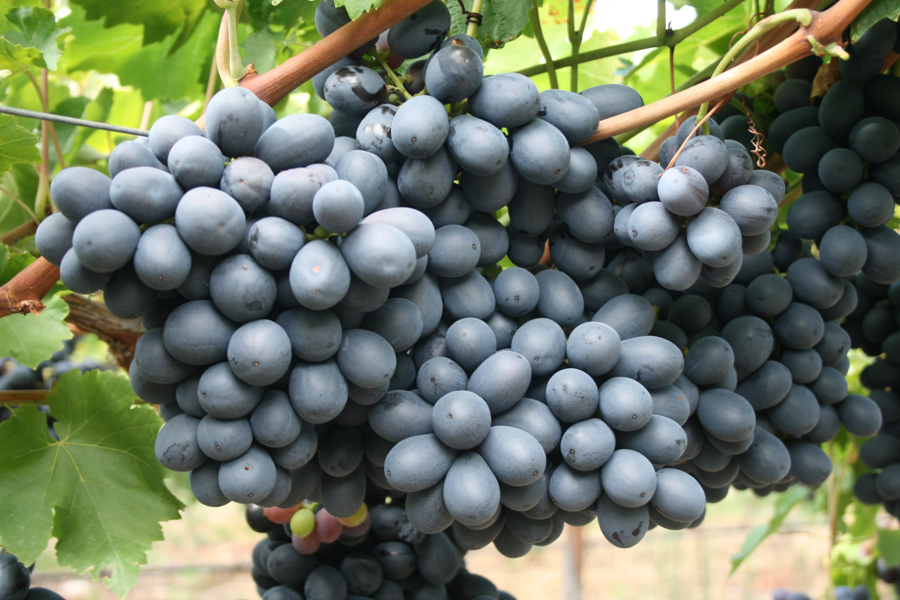 EXSA (PTY) LTD – The best of the bunch