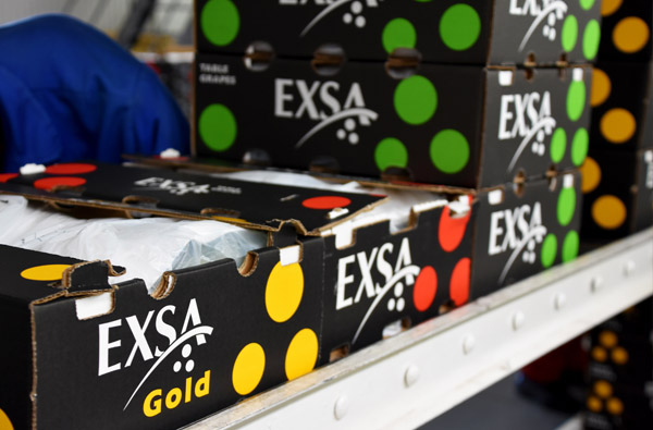 EXSA (PTY) LTD – The best of the bunch