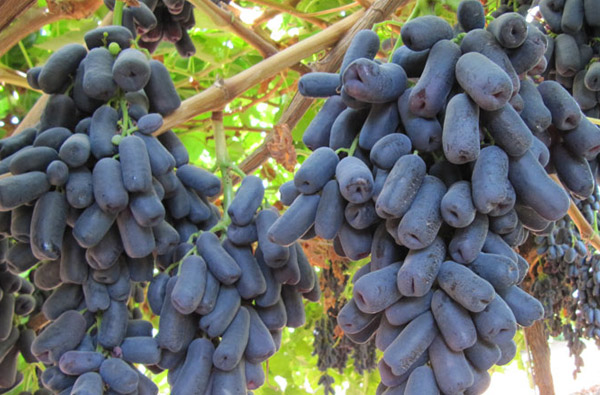 EXSA (PTY) LTD – The best of the bunch