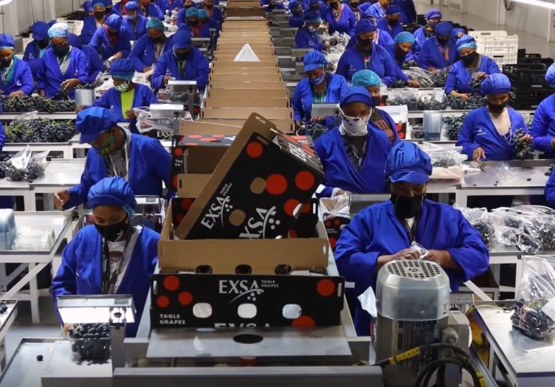 EXSA (PTY) LTD – The best of the bunch