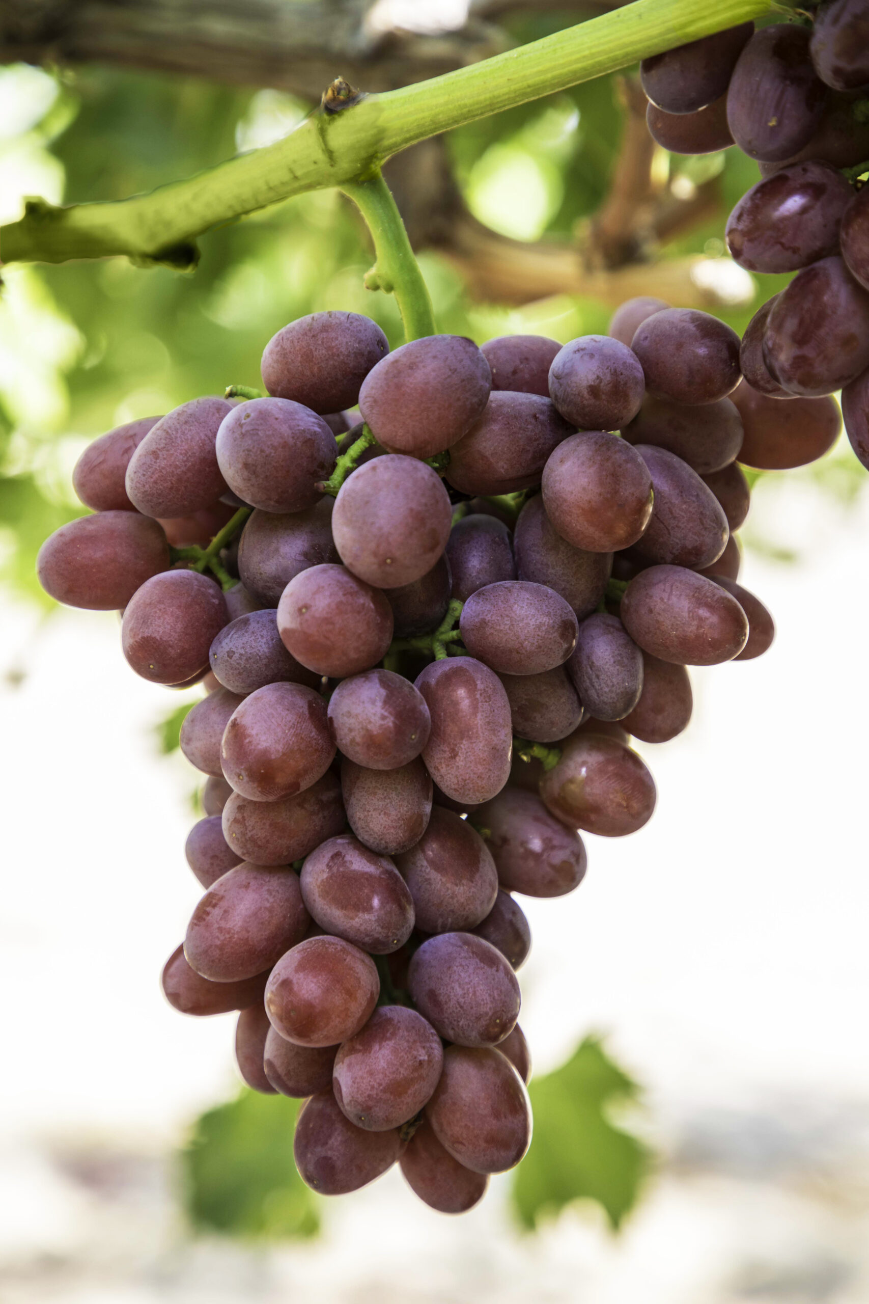Red Seedless – EXSA (PTY) LTD