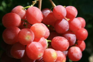 Red Seedless – EXSA (PTY) LTD