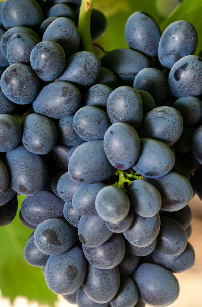 EXSA (PTY) LTD – The best of the bunch